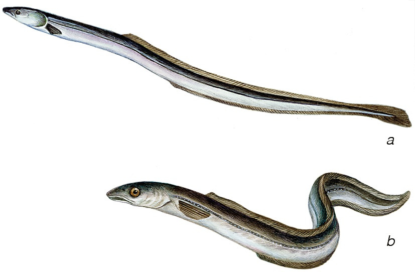 unguriažuvės - Visuotinė lietuvių enciklopedija