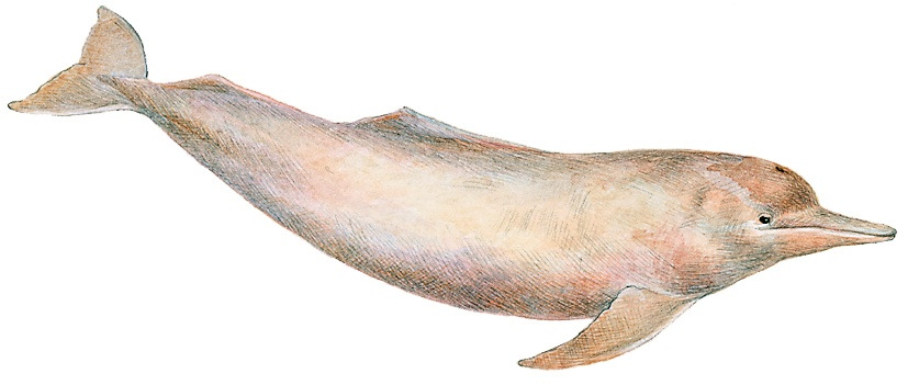 upiniai delfinai - Visuotinė lietuvių enciklopedija