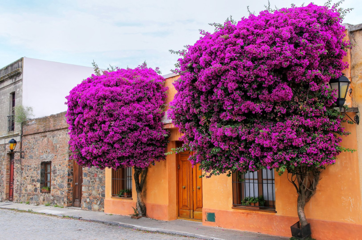 urugvajiečiai - Visuotinė lietuvių enciklopedija