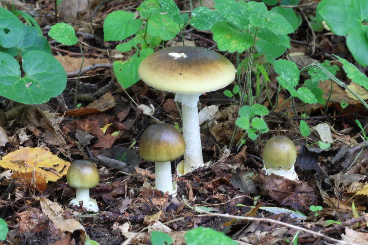 nuodingieji grybai - Visuotinė lietuvių enciklopedija