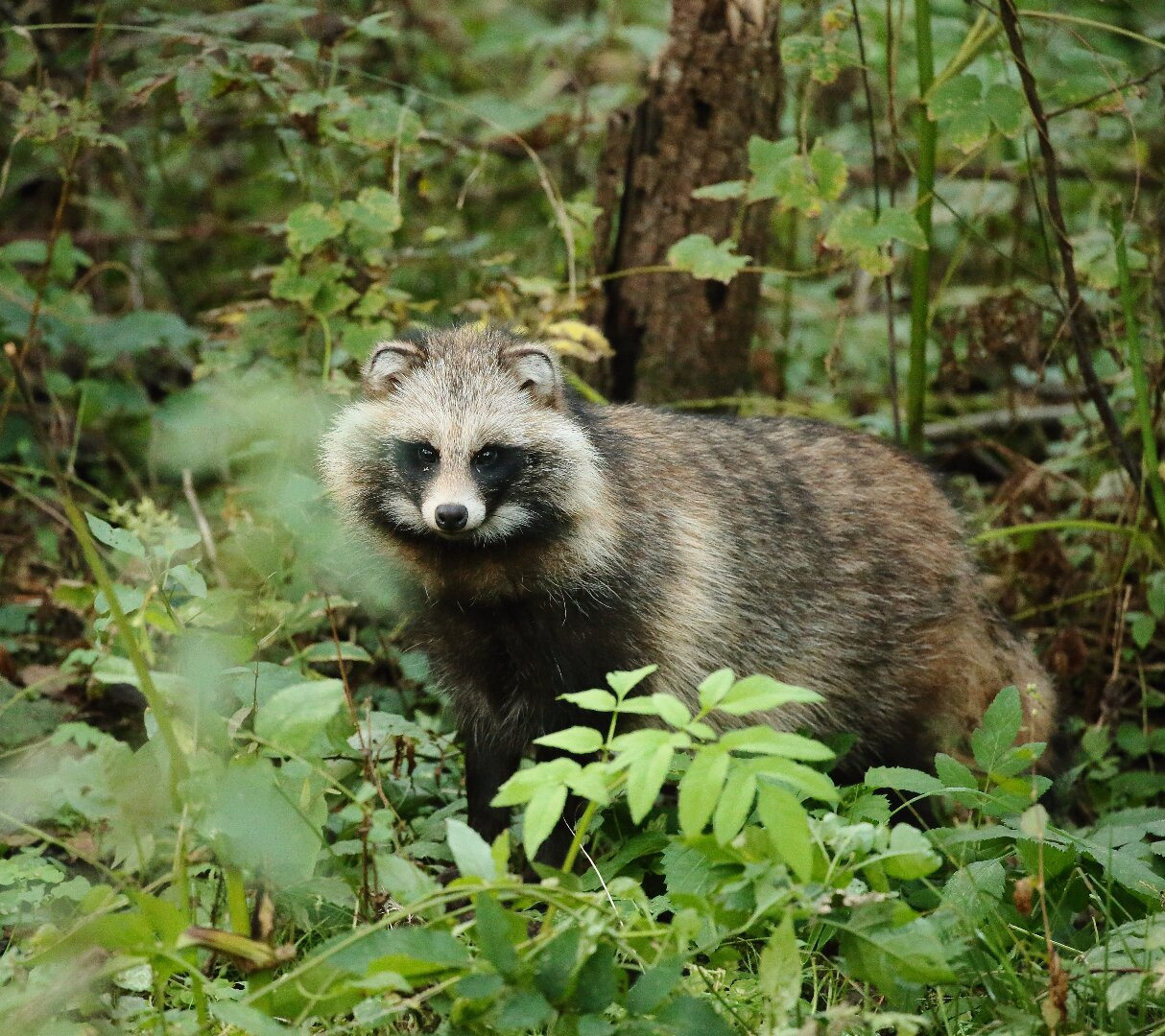 mangutas - Visuotinė lietuvių enciklopedija