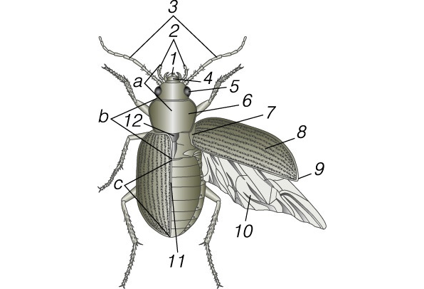 vabalai - Visuotinė lietuvių enciklopedija