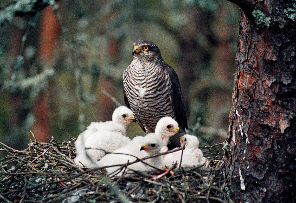 vanaginiai - Visuotinė lietuvių enciklopedija
