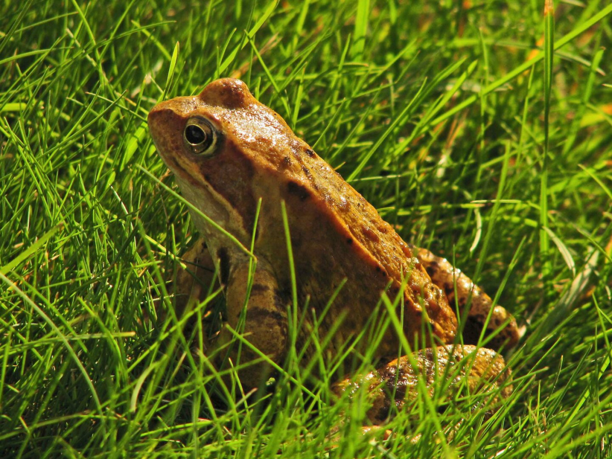 tikrosios varlės - Visuotinė lietuvių enciklopedija