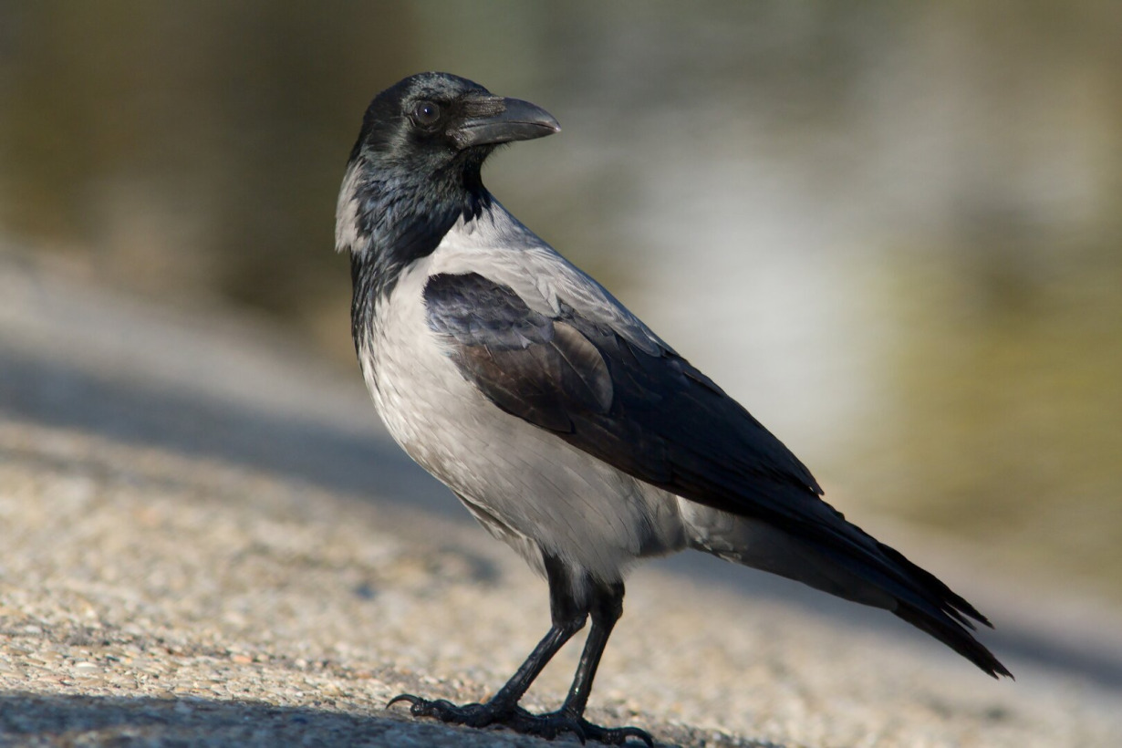 varniniai - Visuotinė lietuvių enciklopedija