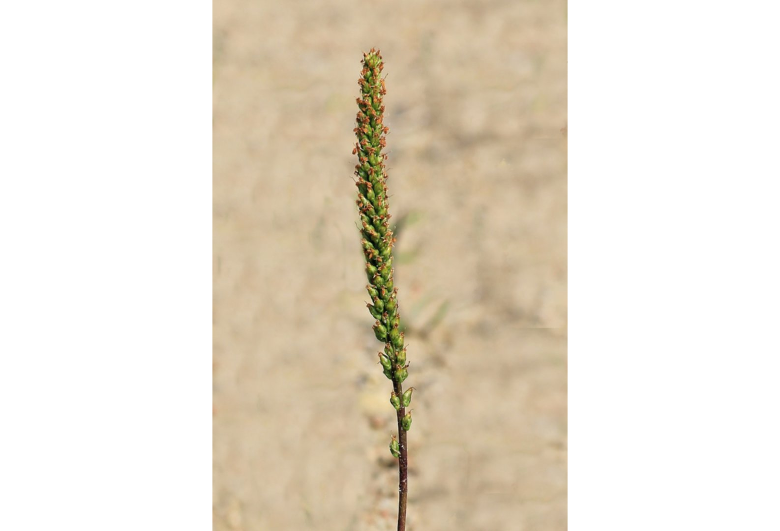 varpa - Visuotinė lietuvių enciklopedija