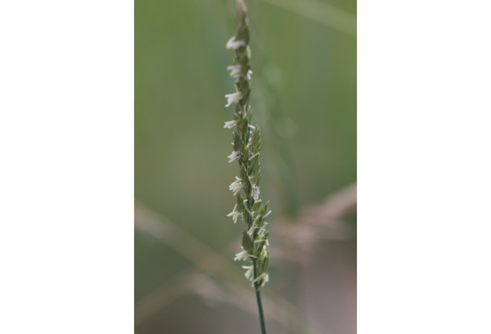 varputis - Visuotinė lietuvių enciklopedija